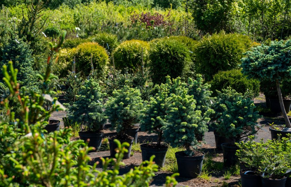 Trees to Plant (or Avoid) for Goats - Goat Journal